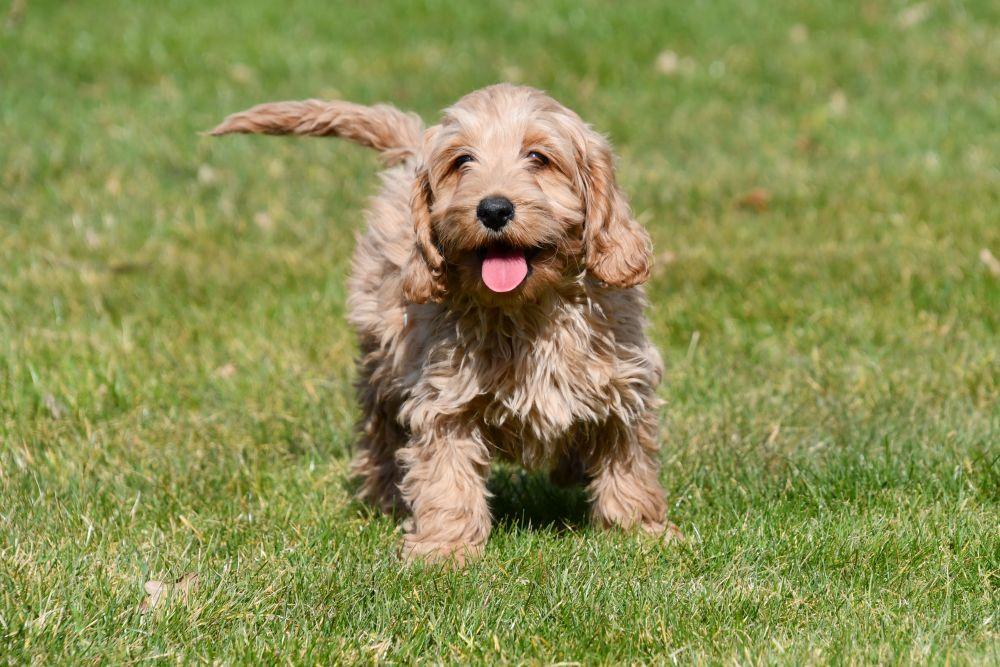 Cockapoo Pups Te Koop | Erkende Fokker.